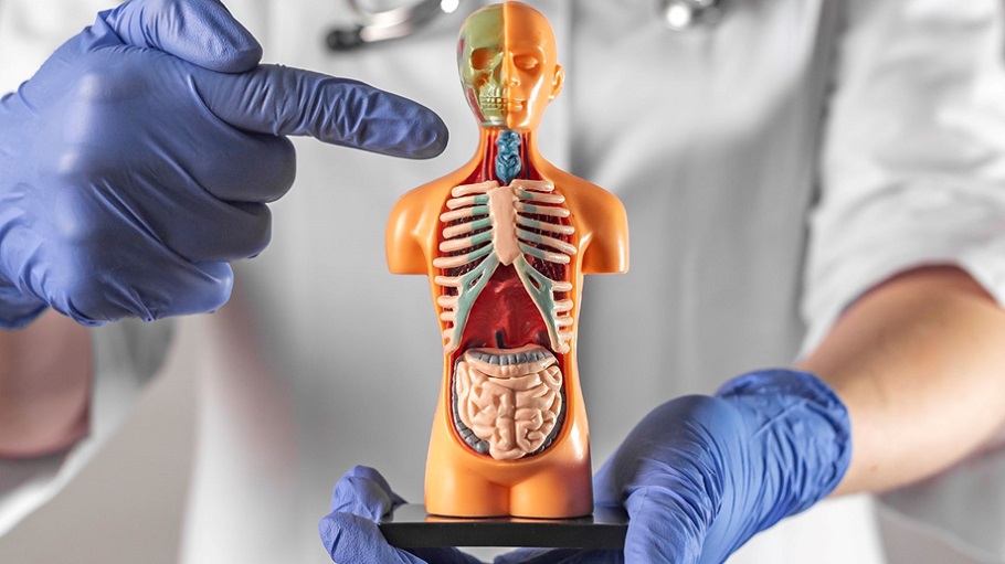 A Comprehensive Guide to Types of Endocrine Disorders - CKF Health